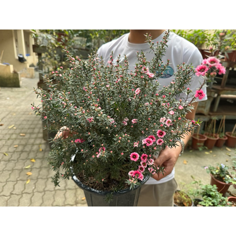 MANUKA coral candy (cây trà New Zealand) / Leptospermum scoparium ...