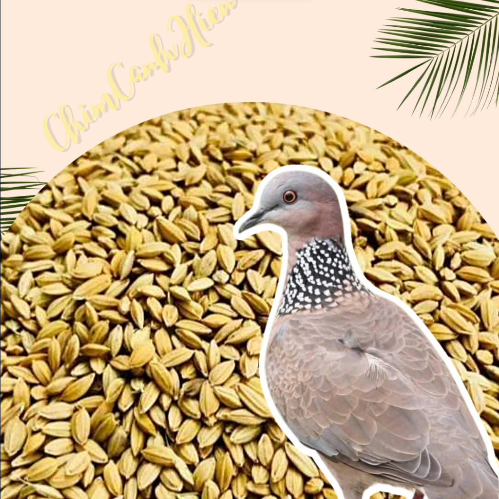 1KG Lúa tiêu cho chim cu gáy ,gà kiểng, gà đá chất lượng cao | Shopee ...