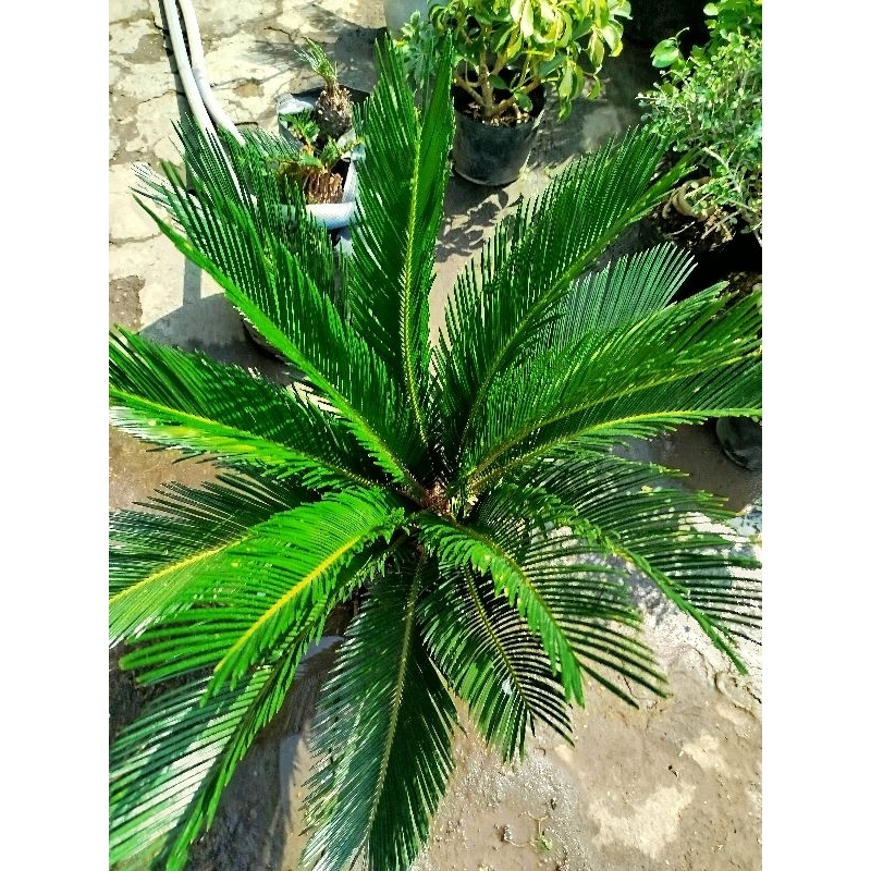 Cây Thiên Tuế ( hàng đẹp) | Shopee Việt Nam