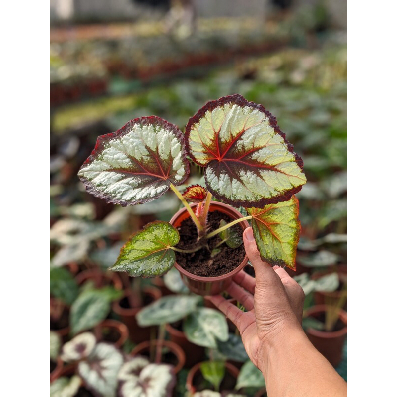 Thu hải đường, Begonia, trang trí nhà, văn phòng, sân vườn | Shopee ...
