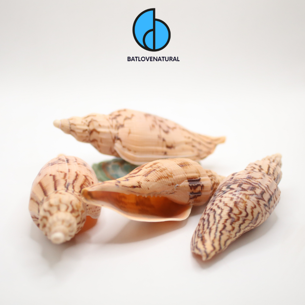 Vỏ ốc Fulgoraria Hamillei - Vỏ ốc trang trí nhiều kích thước - Vỏ ốc đẹp | Shopee Việt Nam