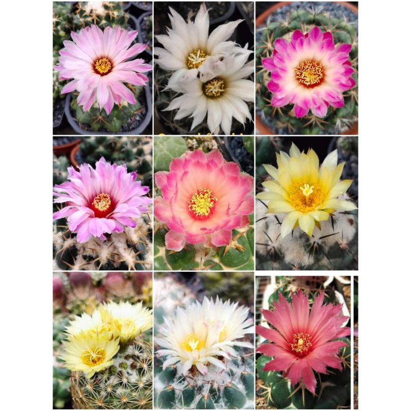 Xương rồng Cory ( voi) nhỏ mix nhiều loại hoa đẹp chọn ngẫu nhiên size ...