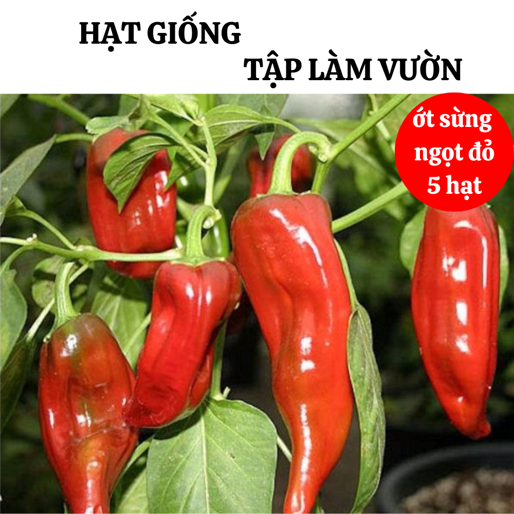 Hạt giống ớt sừng ngọt đỏ thơm ngon (5 hạt) - thơm ngon, dễ trồng ...