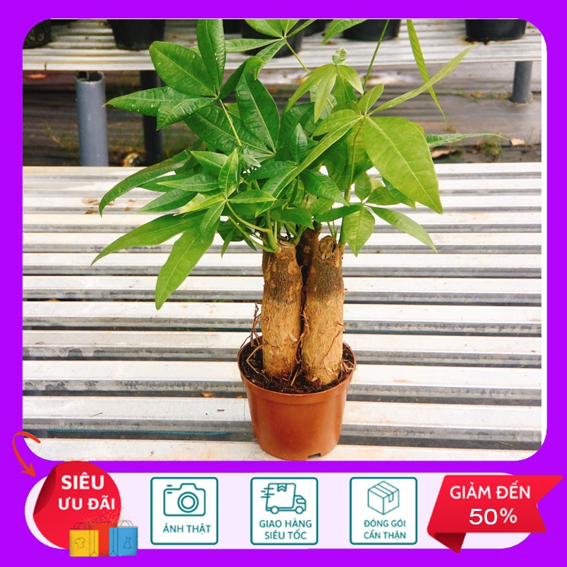 Cây Kim Ngân (3 Thân) - Cây Cảnh Trang Trí - HKNG | Shopee Việt Nam