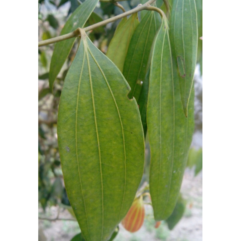Lá Quế Khô 1kg | Shopee Việt Nam