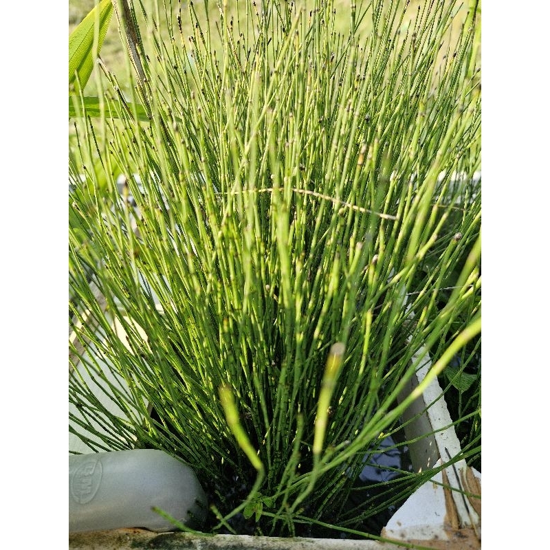 N&T - bán cạn thiền trúc/thuyền trúc mini | Shopee Việt Nam