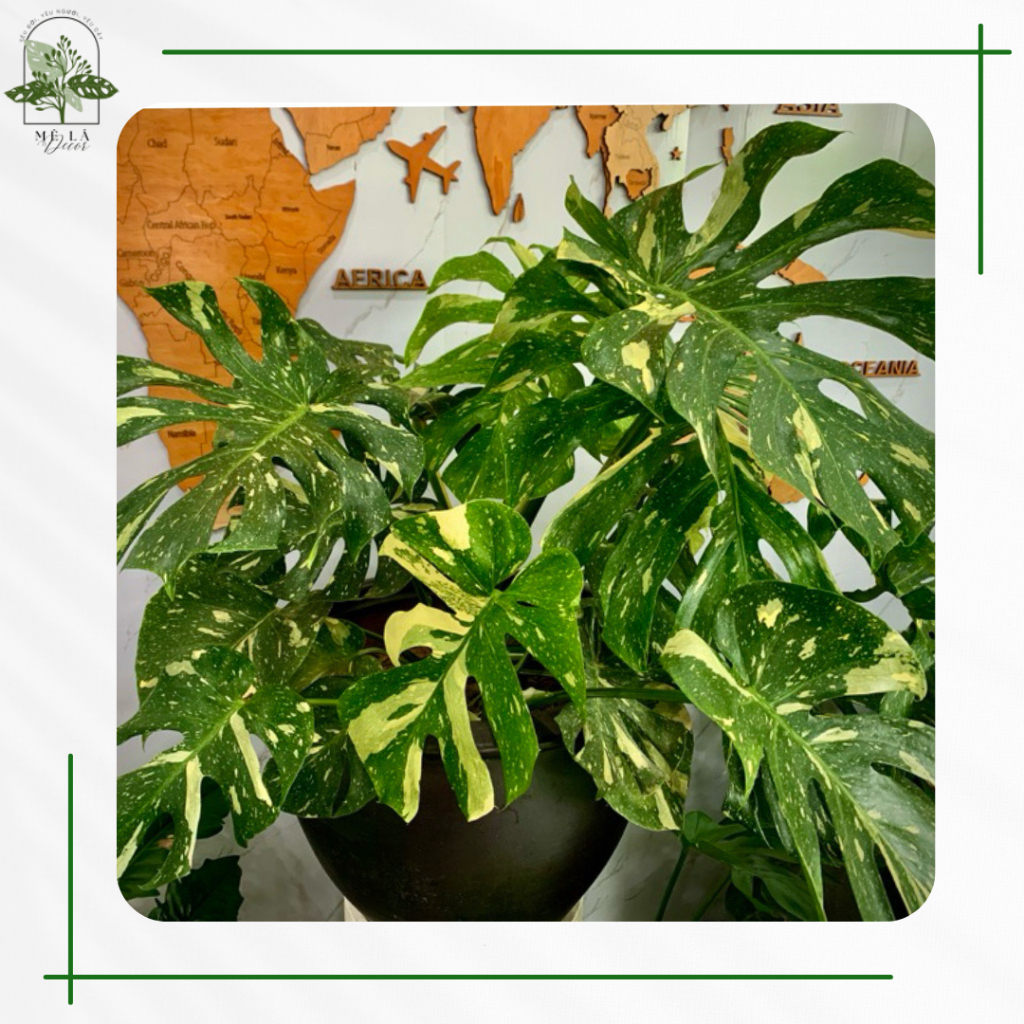 Monstera ThaiCons var đẹp- Trầu bà lá xẻ Constellation - Trang trí ...