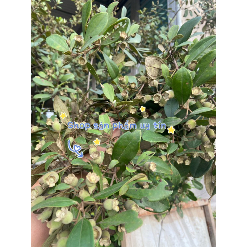 cây sim tán bụi 4-5 nhánh(gốc giống) | Shopee Việt Nam