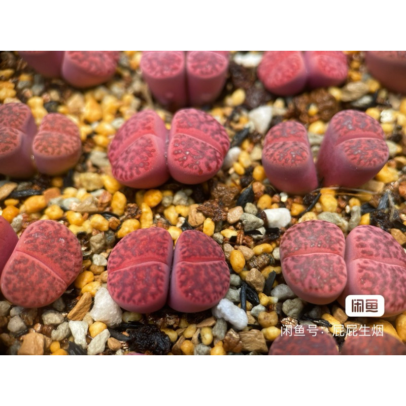 lithops shimada lựu tím | Shopee Việt Nam