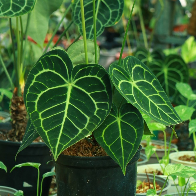 Anthurium Clari Dark Form - Cây kiểng lá trái tim Clari Dark Form ...