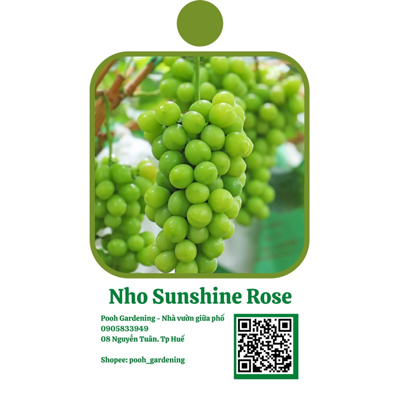 Cây Nho Sunshine Rose Muscat | Shopee Việt Nam