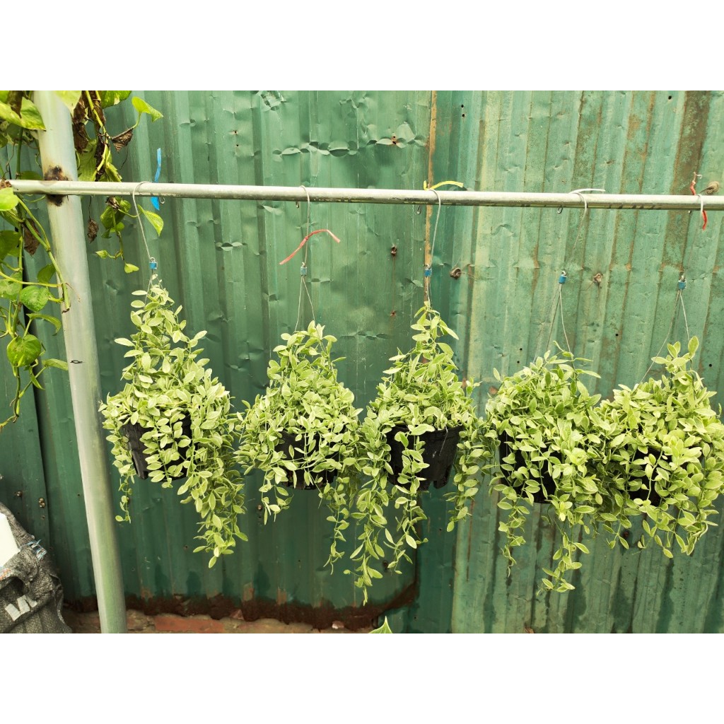 (Hỏa tốc HN) Cây hạt dưa vs Cây Dola treo ban công cực xinh | Shopee ...