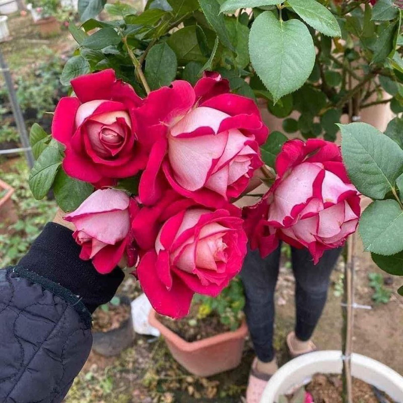 Cây hoa hồng bụi Monica - cây nguyên chậu cao ~60cm | Shopee Việt Nam