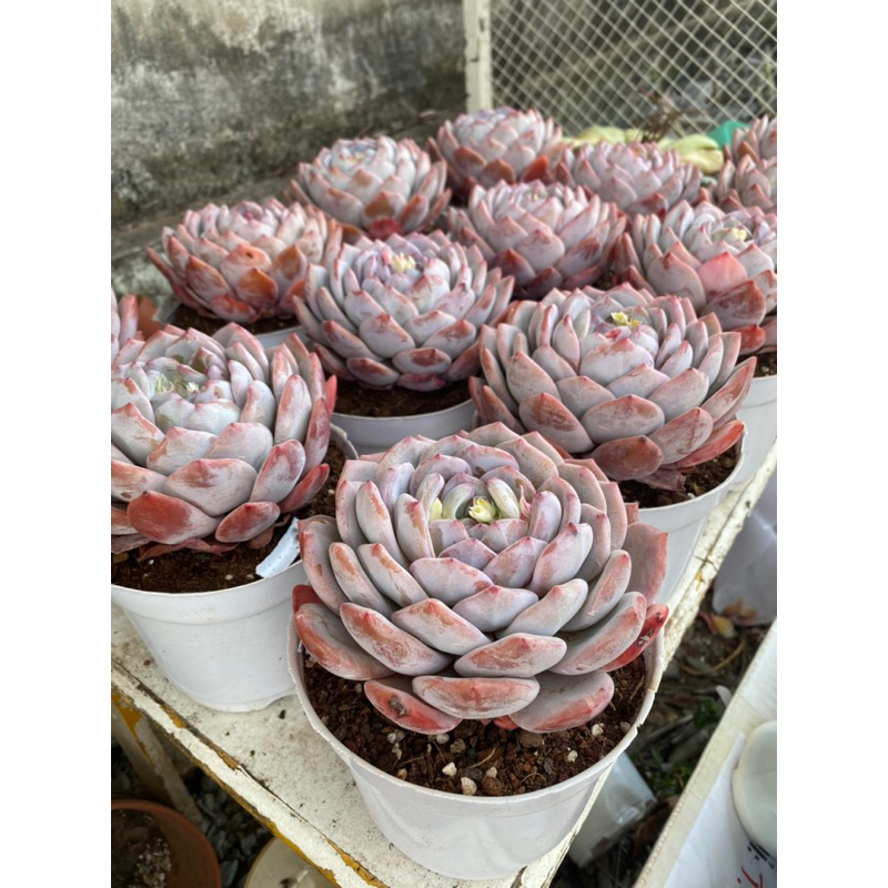 Sen đá monroe hồng già cây size 14cm | Shopee Việt Nam