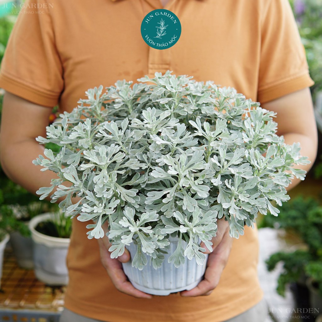 Cây Cúc Lá Bạc Silver Dust Dusty Miller JUN GARDEN | Shopee Việt Nam