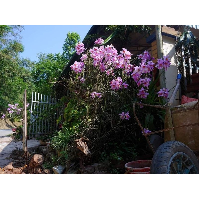 1cành vanda kim (cành giao) hoa to | Shopee Việt Nam