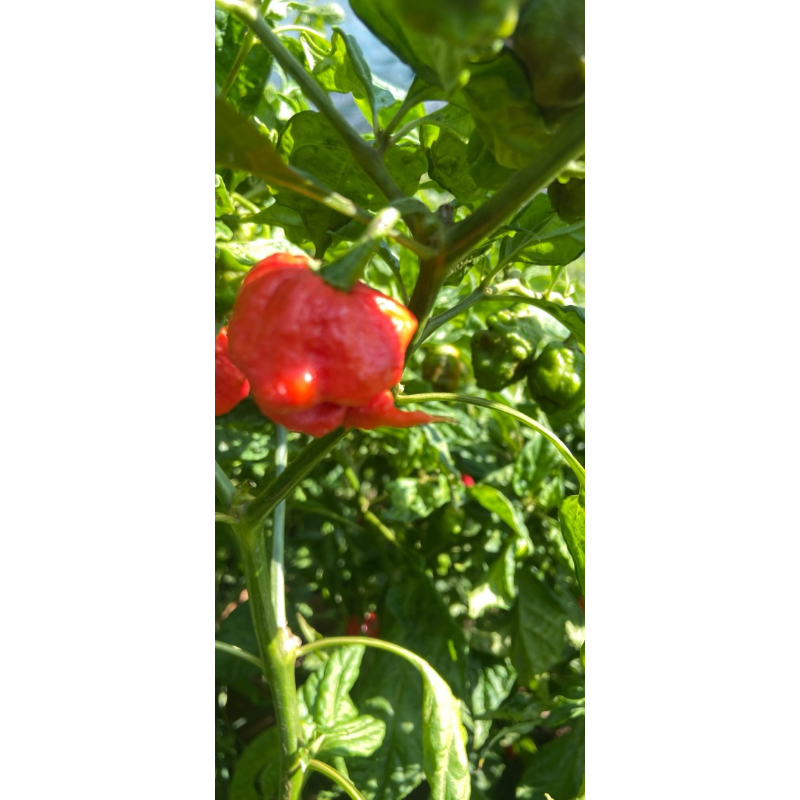 Quả ớt carolina reaper ớt cay nhất thế giới, thử thách mức độ ăn cay ...