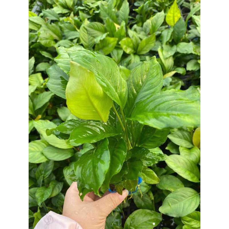 Ráy lá trà ( trà xanh)- cây thủy sinh | Shopee Việt Nam
