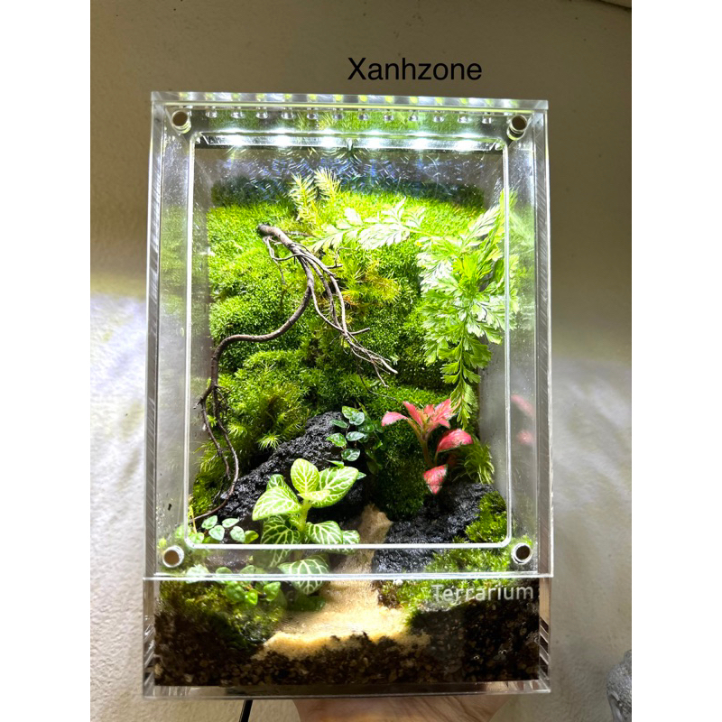Hộp terrarium, terrarium mini, hộp nuôi isopod, đa giác terrarium ...