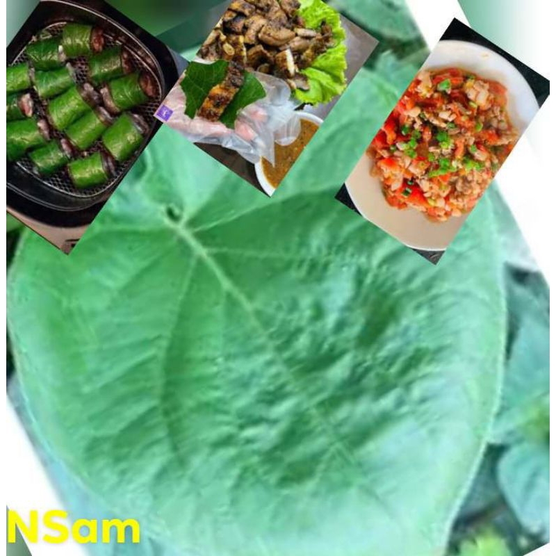 3 cây rổi đất ăn lá rau gia vị | Shopee Việt Nam