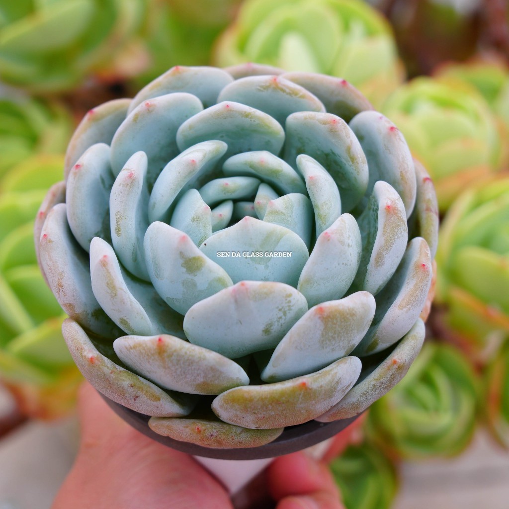 Sen đá Monroe chậu 10cm, Sen đá Đà Lạt. thuần khí hậu form đẹp | Shopee ...