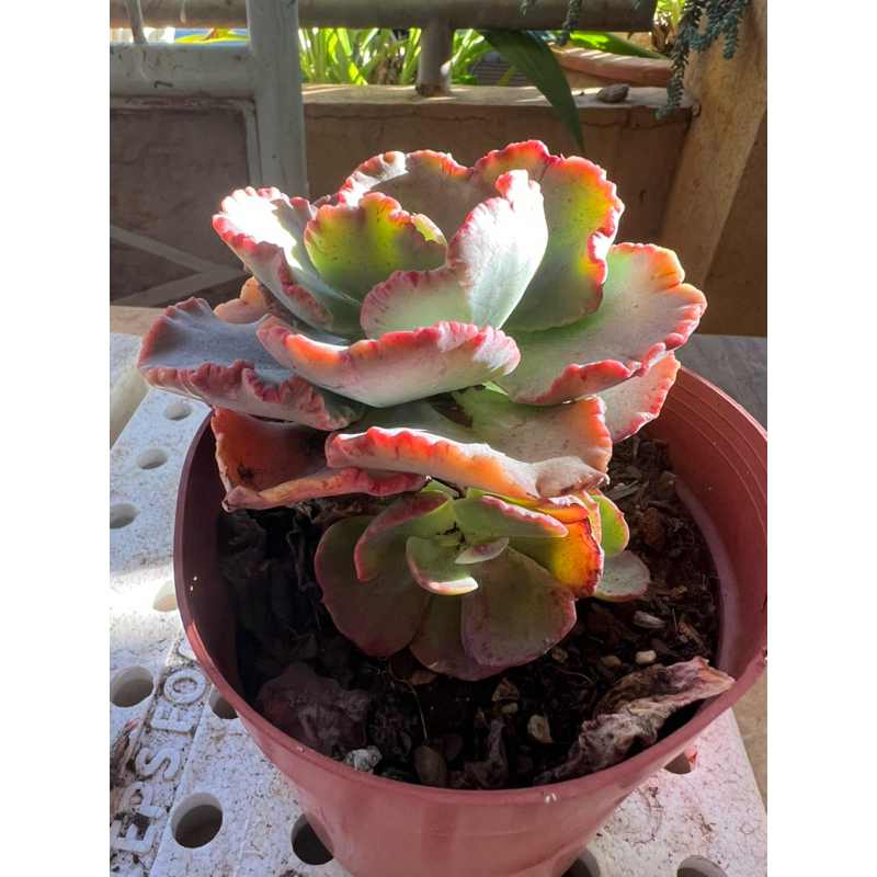 Sen đá cải san hô (ngẫu nhiên) | Shopee Việt Nam