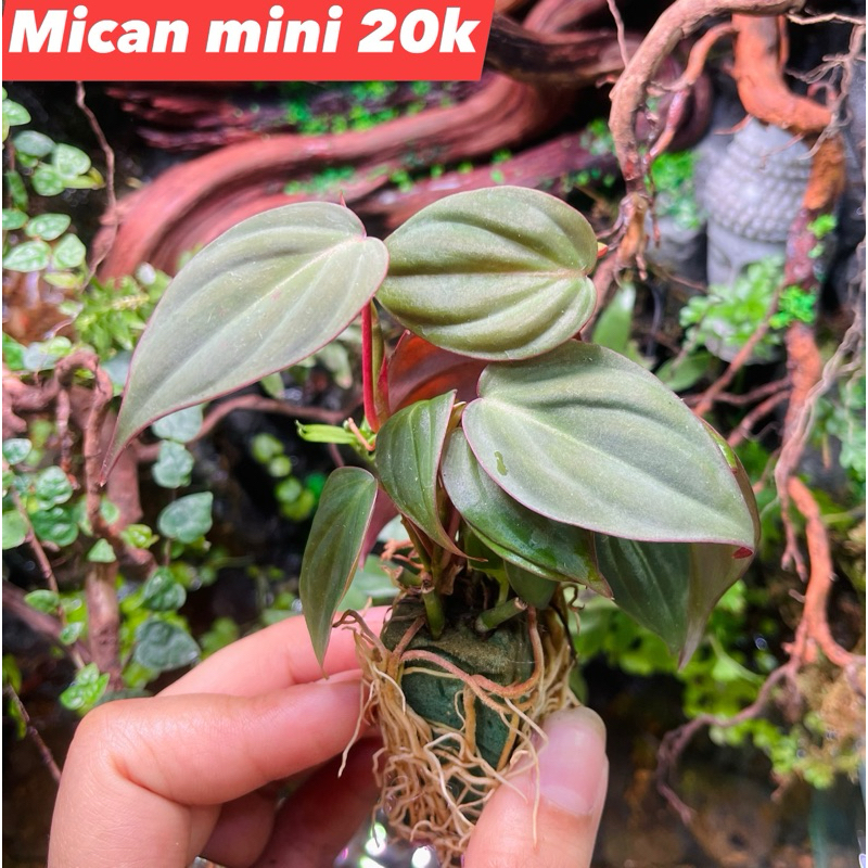 Trầu mican mini setup terrarium, bán cạn, tiểu cảnh | Shopee Việt Nam