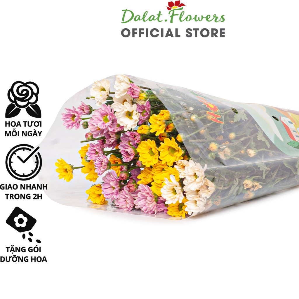 Hoa Cúc chùm Rossi Mix Nhiều Màu Đà Lạt (10 cành) - Hoa tươi cắm trang ...