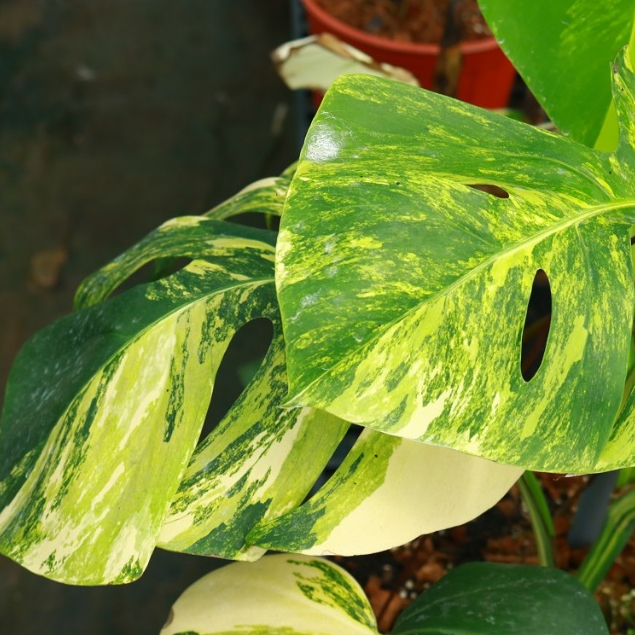 Monstera Borsigiana Var Aurea Tricolor | Shopee Việt Nam