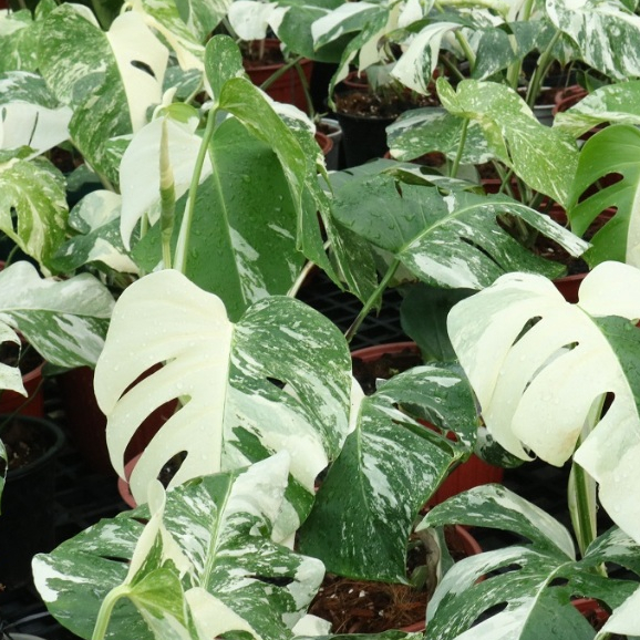 Monstera Borsigiana Var Albo | Shopee Việt Nam