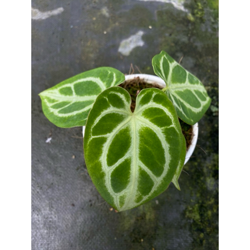 Mini Anthurium Crystallinum Hybrid ( Crystal x Hope) | Kiểng lá, cây ...
