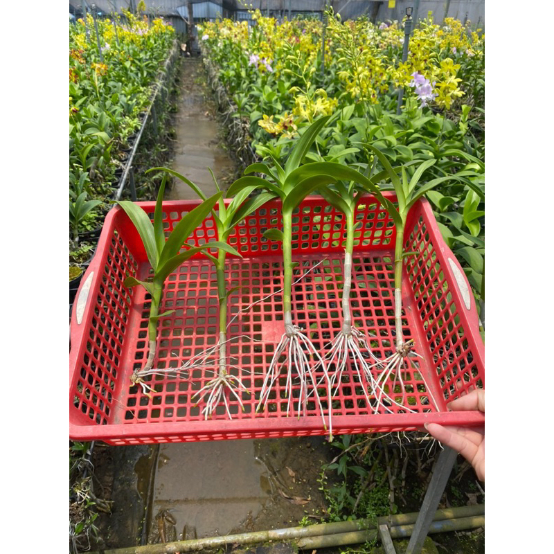 Loại lớn - Combo 5 kie giống hoa lan dendro khác mã không chậu 15-20cm ...