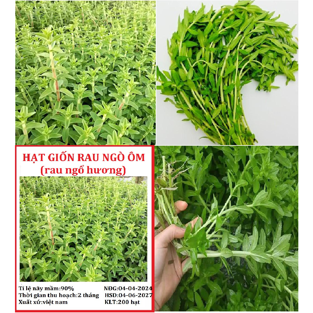 Hạt giống rau ngổ hương,rau ngò ôm-200 hạt /gói (tặng kèm phân bón ...