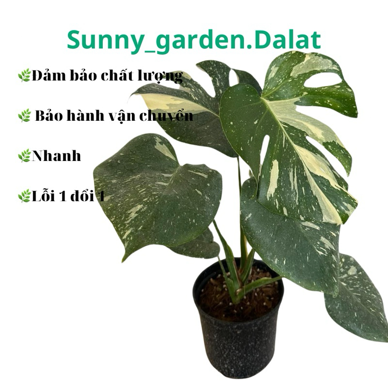 Chậu cứng monstera Thai cons - Trầu bà Thai cons size trung, lá đã xẻ ...