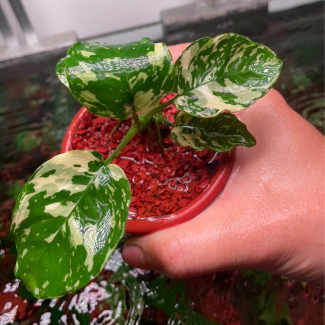 Anubias Varking - ráy varking - ráy thủy sinh cao cấp | Shopee Việt Nam
