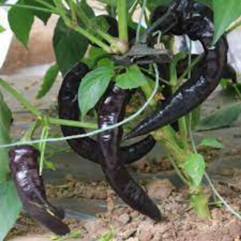 [Trải nghiệm] Nguyen gói 100 Hạt giống ớt sừng đen trái to_ Dễ trồng ...