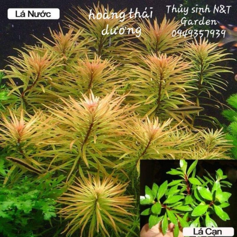 N&T Garden - cây thủy sinh Hoàng thái dương (10 ngọn lá cạn) | Shopee Việt Nam