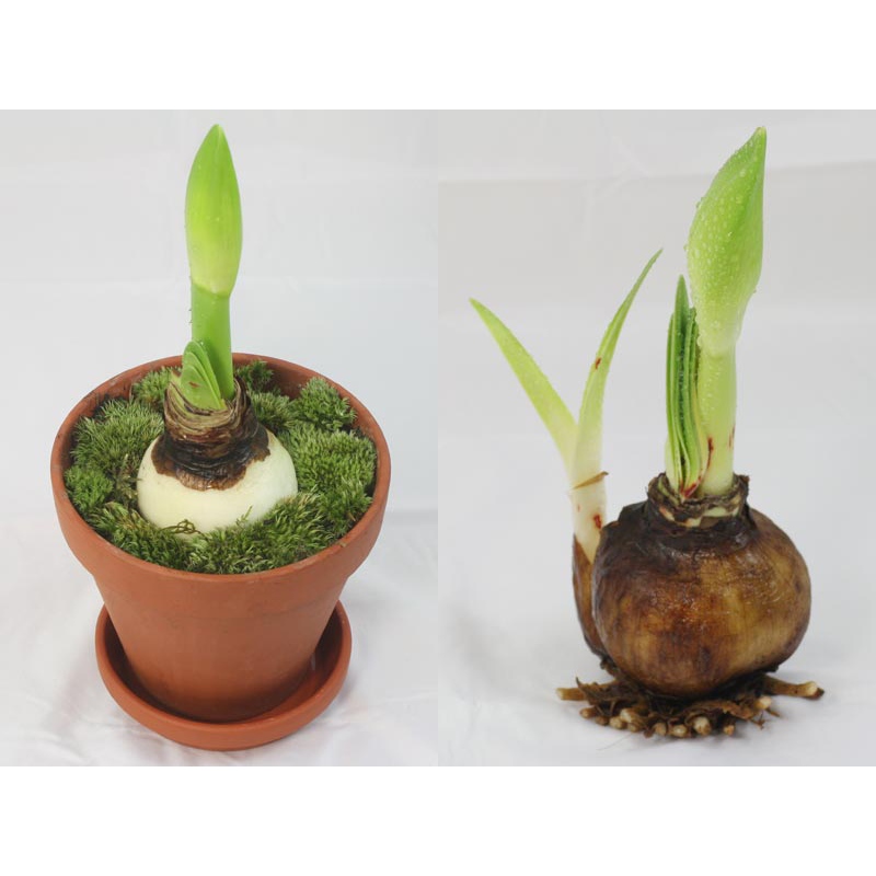 Củ hoa loa kèn(lan huệ) màu hồng | Shopee Việt Nam