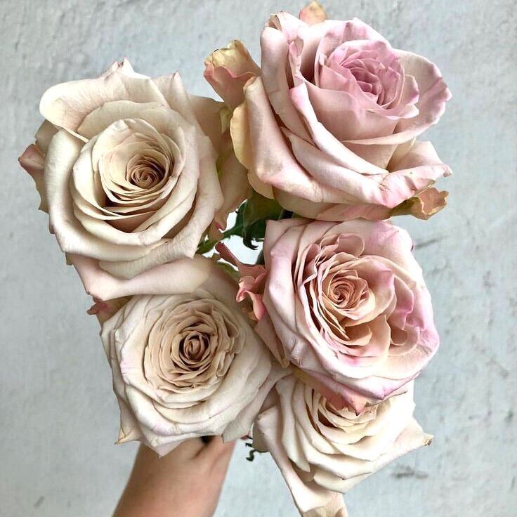 Hoa hồng Menta Rose - hồng bụi, lâu tàn | Shopee Việt Nam