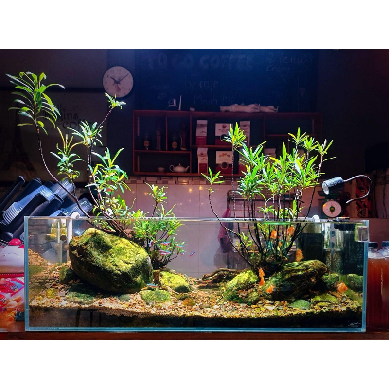 cây mị nương rù rì thủy sinh , bán cạn , biotop 35-60cm ( khách nhắn ...