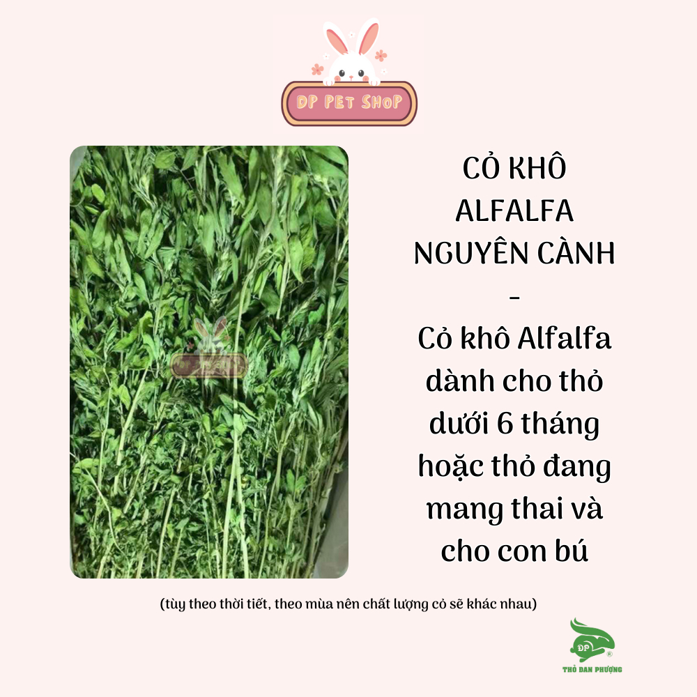[HÀNG MỚI VỀ] Cỏ Alfalfa Nguyên Cành xanh, Nhiều Lá Cho Thỏ, Chuột ...