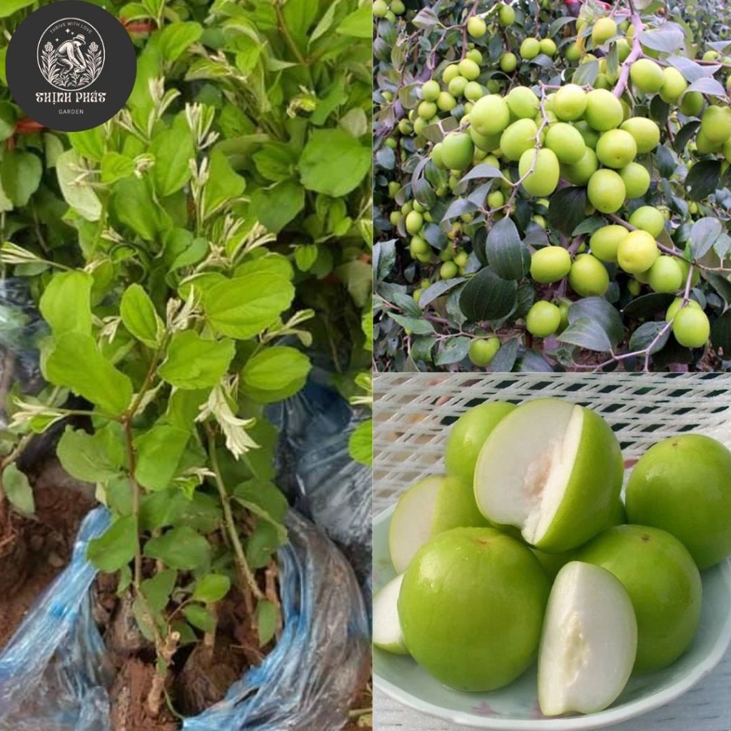 Cây Táo Thái Giống Cao Cấp - Đảm Bảo Chất Lượng và Hiệu Suất Sản Xuất ...