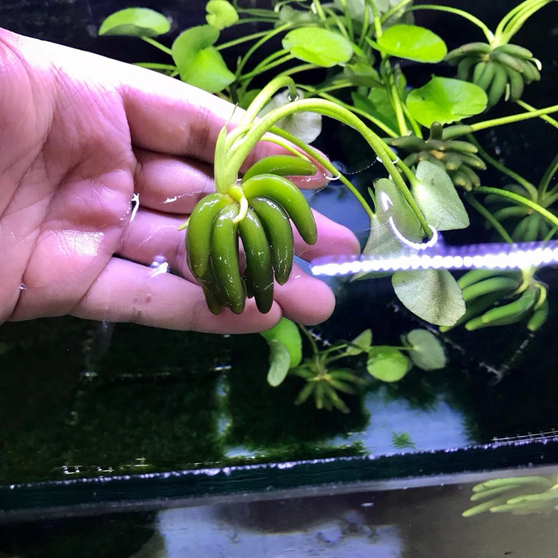 cây thuỷ sinh chang chuối | Shopee Việt Nam