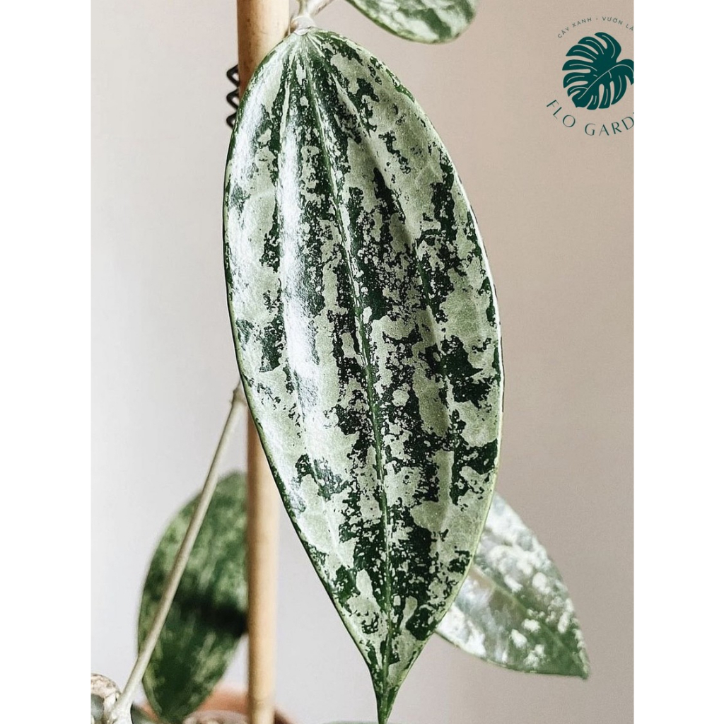 Cẩm cù Hoya Rangsan Splash: Lá đốm bạc, hàng hiếm | Shopee Việt Nam
