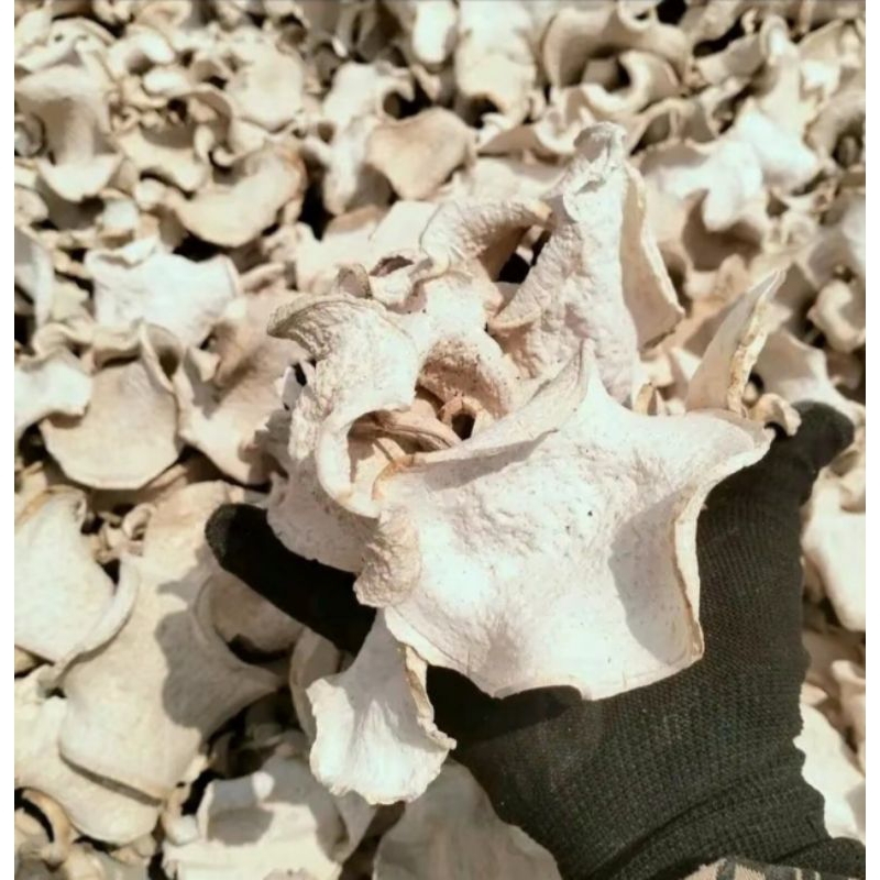 củ bạc hà khô ( ráy rừng) tốt cho sức khỏe hàng đẹp 1kg | Shopee Việt Nam