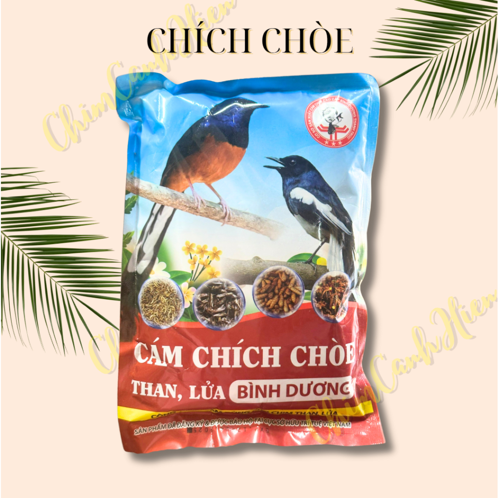 Cám Chim Chích Chòe Than, Lửa Bình Dương Công Thức An Toàn Hiệu Quả ...
