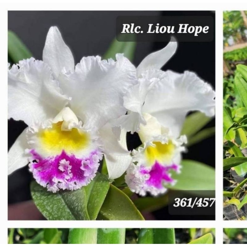 Hoa lan Cattleya Liou Hope trưởng thành sắp hoa | Shopee Việt Nam