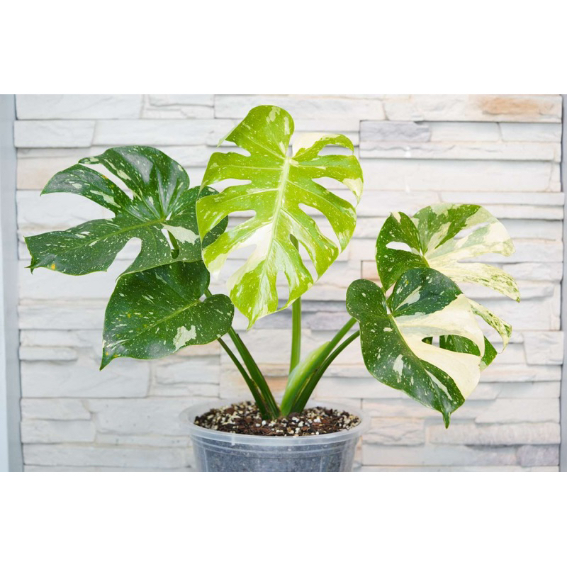 chậu mềm monstera deliciosa thai constellation ( trầu bà lá xẻ Thaicons ...