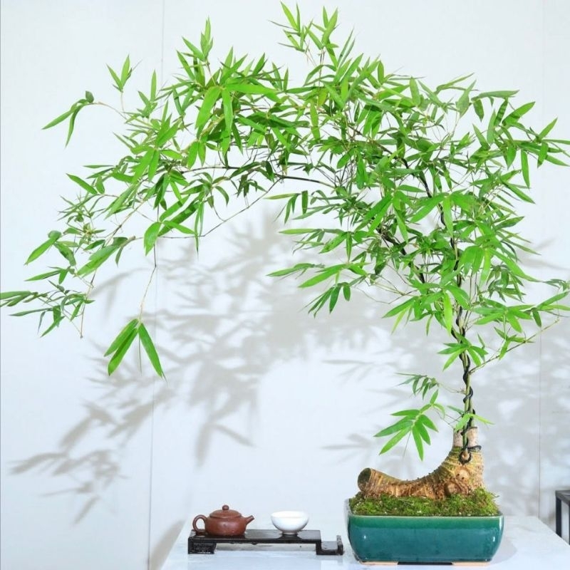 Phôi Tre Bonsai Các Loại | Shopee Việt Nam