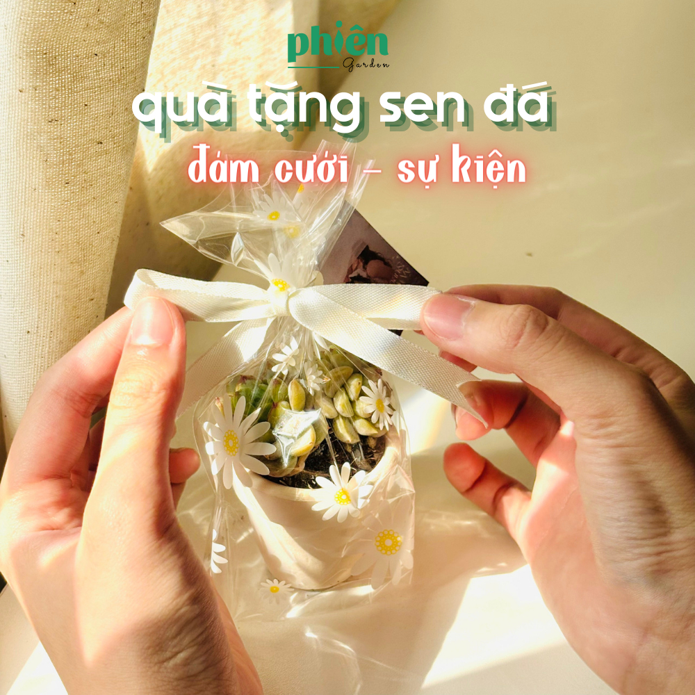 Sen Đá Quà Tặng, Sen Đá Mini Làm Quà Cưới, Tặng Sự Kiện, Sinh Nhật ...